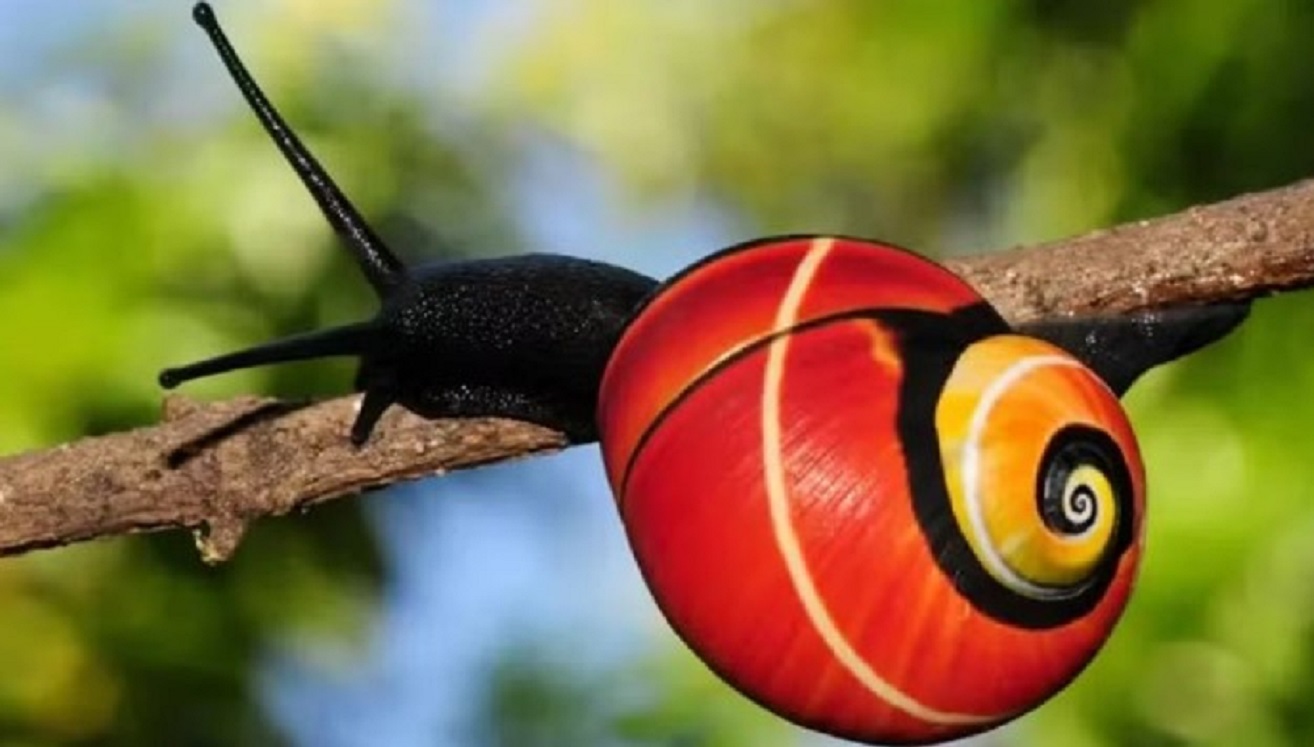 Caramujos coloridos demais: a beleza que ameaça a própria existência 🐌🌈 ...