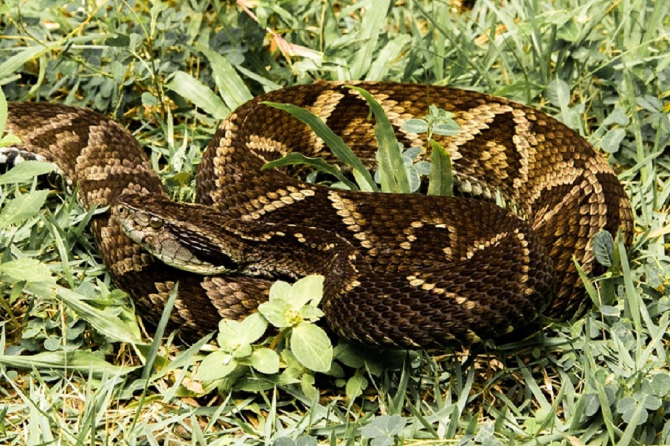 🧪 Ciência sem crueldade: Fiocruz inova nos testes de antiveneno 🐍 ...